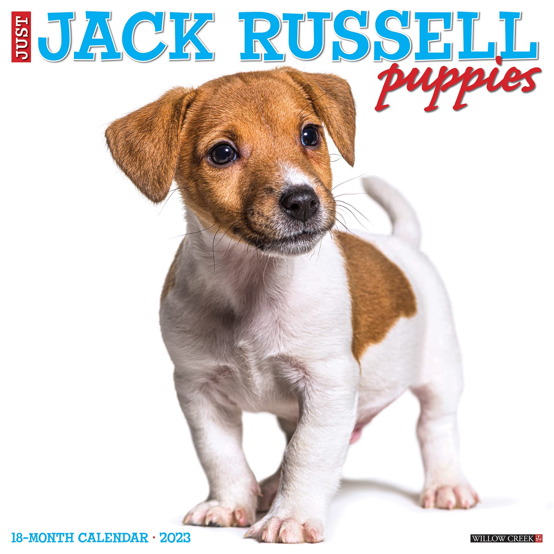 Just Jack Russell Puppies 2023 Wall Calendar