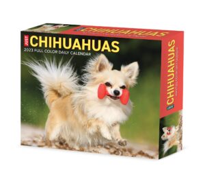 chihuahuas 2023 box calendar