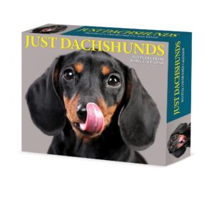 dachshunds 2023 box calendar