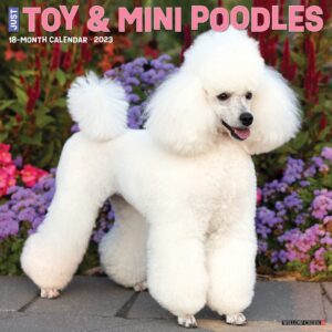 just toy & miniature poodles 2023 wall calendar