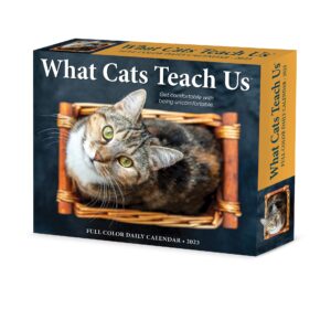 what cats teach us 2023 box calendar