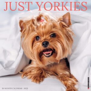 just yorkies 2023 wall calendar