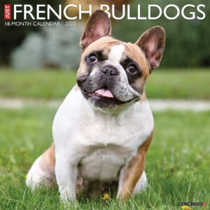 just french bulldogs 2023 wall calendar