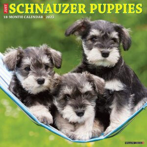 just schnauzer puppies 2023 wall calendar