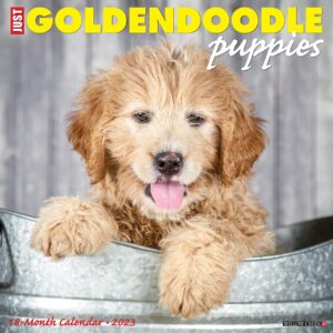 just goldendoodle puppies 2023 wall calendar