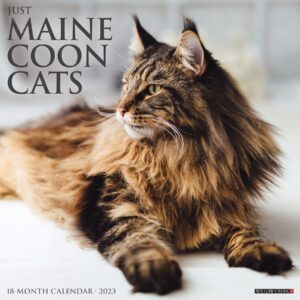 just maine coon cats 2023 wall calendar