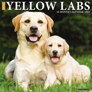 just yellow labs 2023 wall calendar