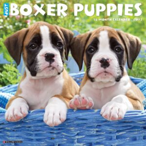 just boxer puppies 2023 wall calendar