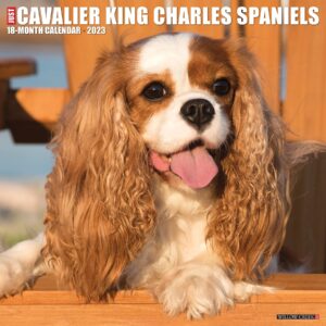 just cavalier king charles spaniels 2023 wall calendar