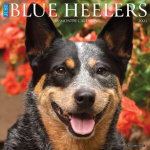 just blue heelers 2023 wall calendar