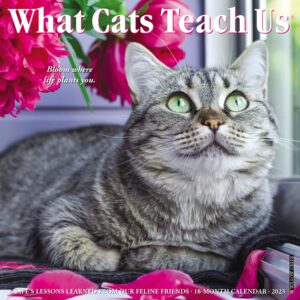 what cats teach us 2023 wall calendar