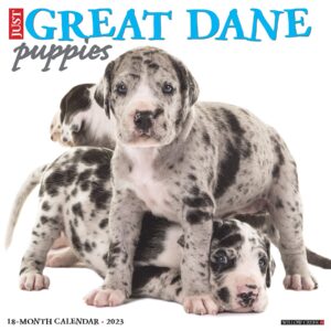 just great dane puppies 2023 wall calendar