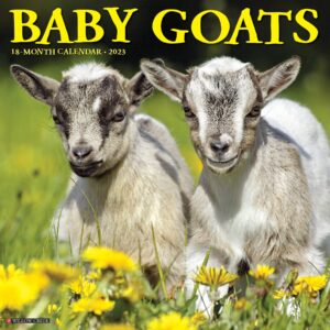 baby goats 2023 wall calendar