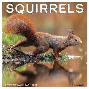 squirrels 2023 wall calendar