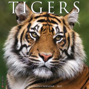 tigers 2023 wall calendar