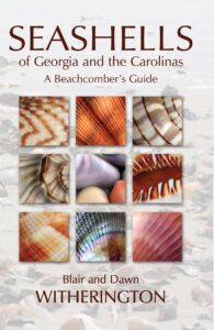 seashells of georgia and the carolinas