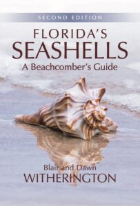 florida's seashells: a beachcomber's guide