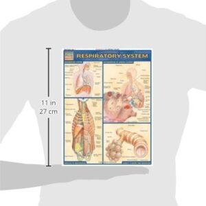 Respiratory System (Quick Study: Academic)