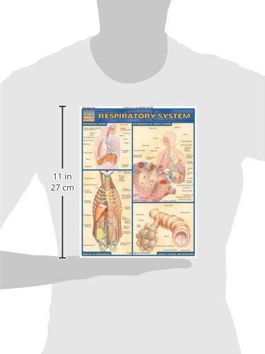 Respiratory System (Quick Study: Academic)