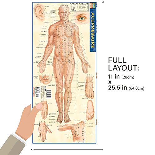 Acupressure Laminated Reference Guide (QuickStudy Academic)