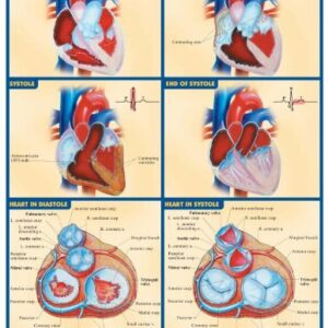 Heart QuickStudy Laminated Reference Guide (QuickStudy Academic)