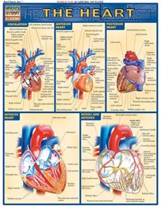 heart quickstudy laminated reference guide (quickstudy academic)