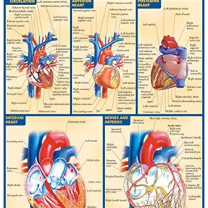 Heart QuickStudy Laminated Reference Guide (QuickStudy Academic)