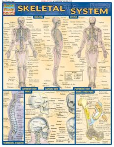 skeletal system (quick study academic)