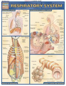 respiratory system (quick study: academic)