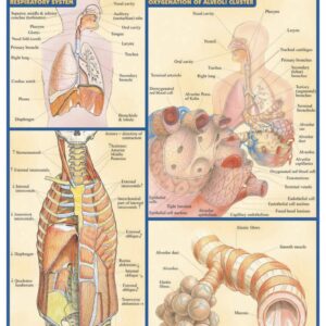 Respiratory System (Quick Study: Academic)