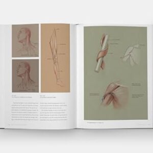 Basic Human Anatomy: An Essential Visual Guide for Artists