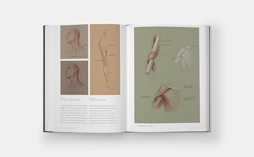 Basic Human Anatomy: An Essential Visual Guide for Artists