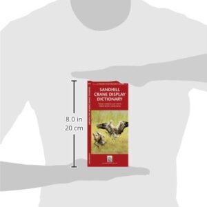 Sandhill Crane Display Dictionary: What Cranes Say With Their Body Language (Nature Observation North America)