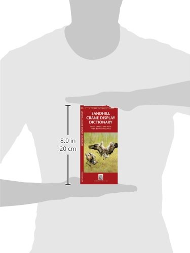 Sandhill Crane Display Dictionary: What Cranes Say With Their Body Language (Nature Observation North America)