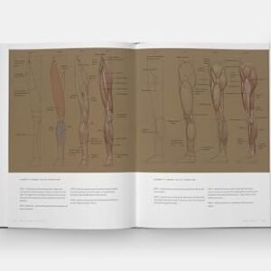 Basic Human Anatomy: An Essential Visual Guide for Artists