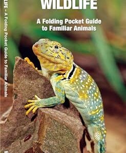 Arizona Wildlife: A Folding Pocket Guide to Familiar Animals (Nature Observation North America)