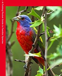 Texas Birds: A Folding Pocket Guide to Familiar Species (Nature Observation North America)