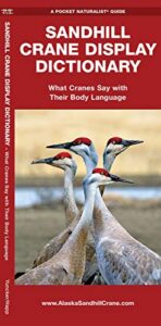 sandhill crane display dictionary: what cranes say with their body language (nature observation north america)