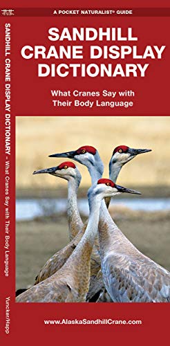 Sandhill Crane Display Dictionary: What Cranes Say With Their Body Language (Nature Observation North America)