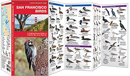 San Francisco Birds: A Folding Pocket Guide to Familiar Bay Area Species (Nature Observation North America)