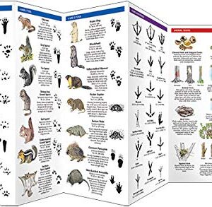 Animal Tracks: A Folding Pocket Guide to the Tracks & Signs of Familiar North American Species (Nature Observation North America)