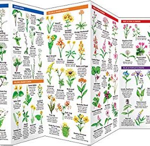 Virginia Trees & Wildflowers: A Folding Pocket Guide to Familiar Plants (Nature Observation North America)