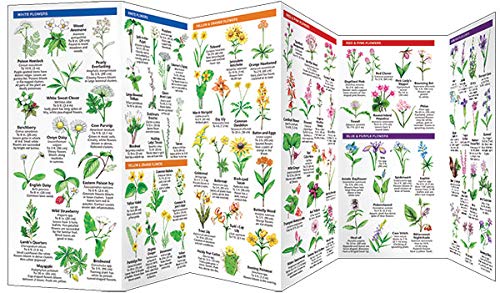 Virginia Trees & Wildflowers: A Folding Pocket Guide to Familiar Plants (Nature Observation North America)