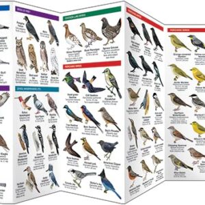 Alaska Birds: A Folding Pocket Guide to Familiar Species (Nature Observation North America)