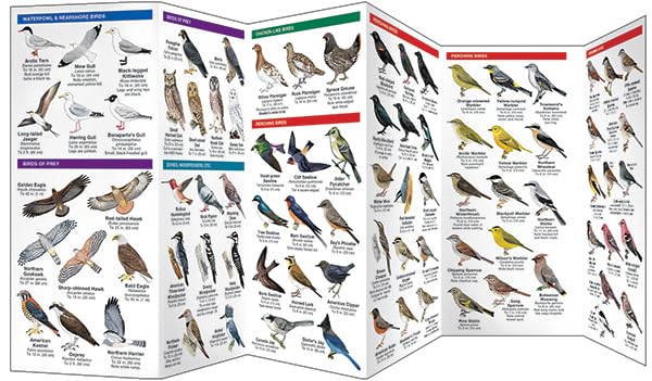 Alaska Birds: A Folding Pocket Guide to Familiar Species (Nature Observation North America)