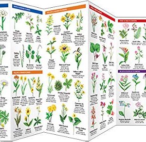 Tennessee Trees & Wildflowers: A Folding Pocket Guide to Familiar Plants (Nature Observation North America)