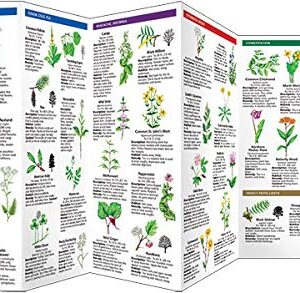 Medicinal Plants: A Folding Pocket Guide to Familiar Widespread Species (Nature Observation North America)