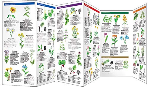 Medicinal Plants: A Folding Pocket Guide to Familiar Widespread Species (Nature Observation North America)