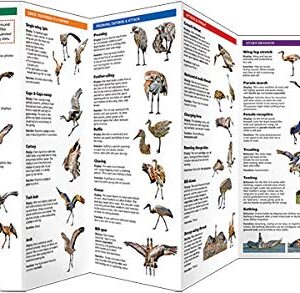 Sandhill Crane Display Dictionary: What Cranes Say With Their Body Language (Nature Observation North America)