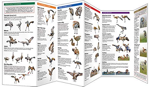 Sandhill Crane Display Dictionary: What Cranes Say With Their Body Language (Nature Observation North America)